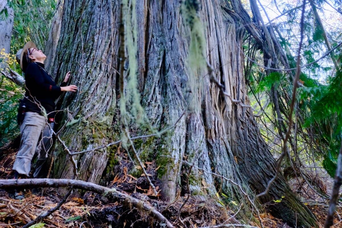 Finding the Kootenays’ biggest trees: Biologist mapping the region’s ...