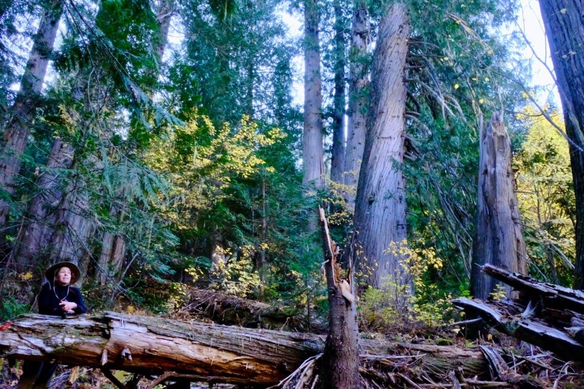 Finding the Kootenays’ biggest trees: Biologist mapping the region’s ...